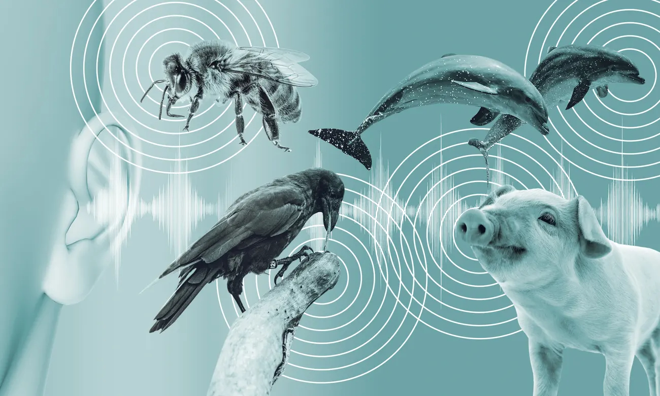 Earth Species Project - Regenerative Technology